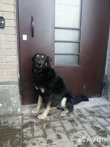 Нужен дом или передержка Собаку бросил хозяин