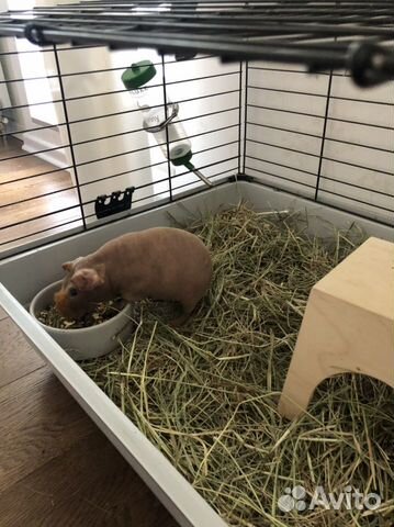 Лысая морская свинка со своим большим домиком