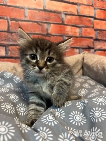 Котенок девочка Мия 1 мес