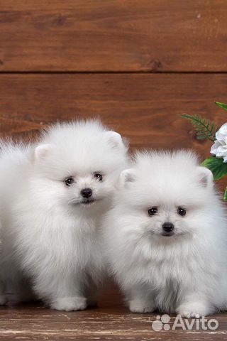 Белоснежный плюшевый шпиц мальчик