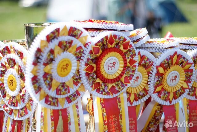 Выставка таксы- щенки, юниоры - моно в Зеленограде