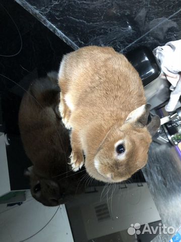 Нидерландский кролик