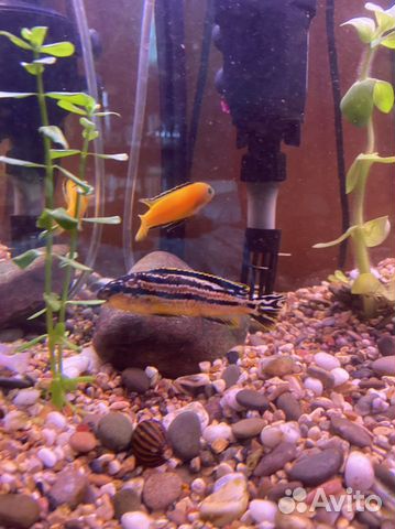 Золотая цихлида