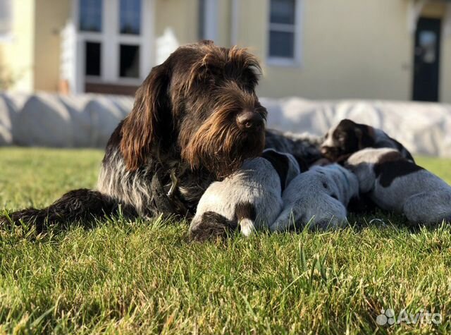 Щенки Дратхаара