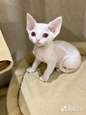 Котята девон-рекс