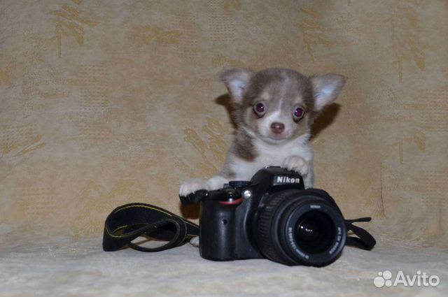 Лиловая девочка