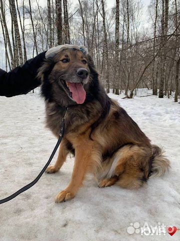 Собака в добрые руки