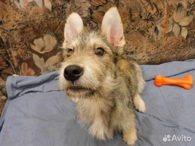 Щенок-мальчик от маленькой собачки Тоша 5 мес