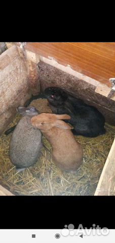 Продам молодых кроликов