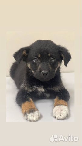 Собака щенок. Для квартиры. Мини