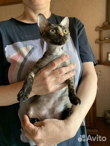 Девочка девон-рекс