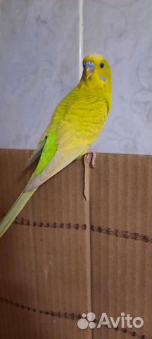 Домашние животные крысы хомяк попугай