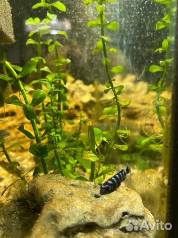 Цыхлида синяя полосатая