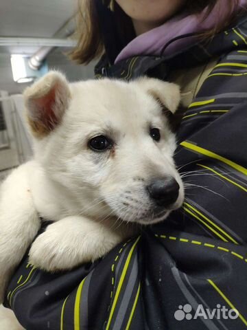 Белоснежка