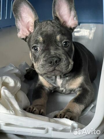 Французский бульдог