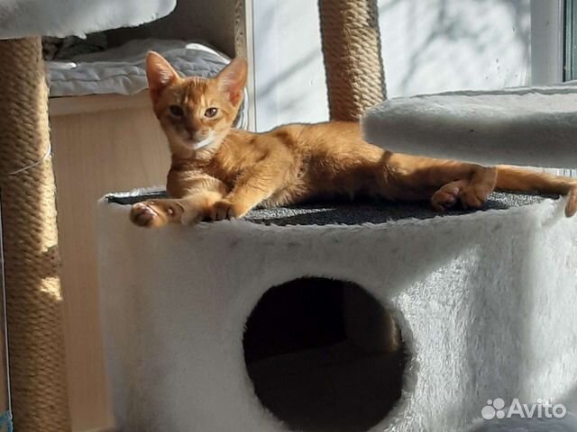 Абиссинская кошка продам