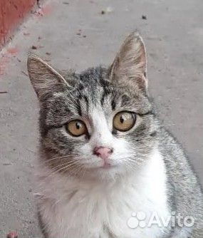 Кот Лемур в дар