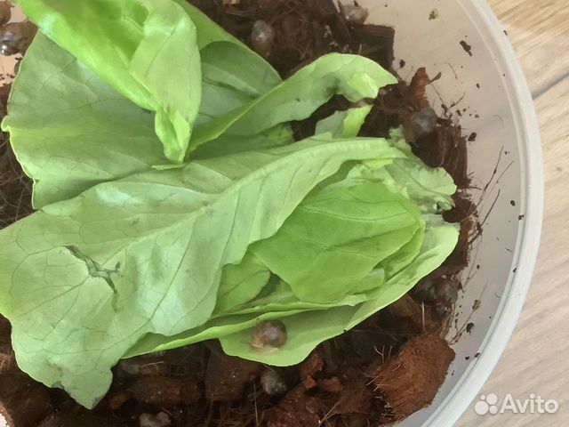 Малыши ахатины