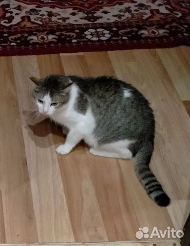 Мишка и Машка ищут добрый дом