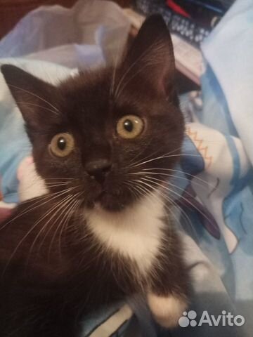 Отличный котик в добрые руки