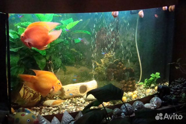 Аквариум juwel Vision 180 L с панорамным стеклом