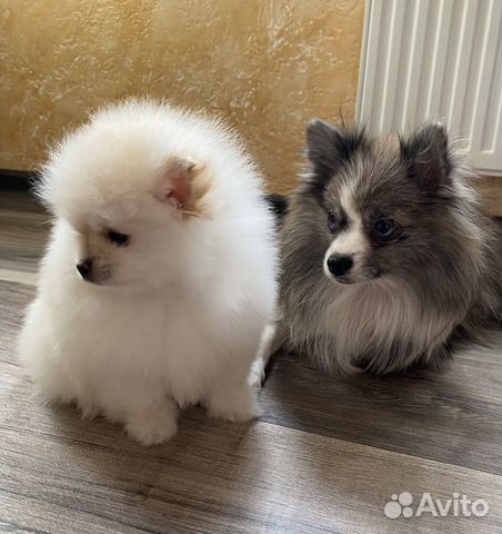 Немецкий шпиц