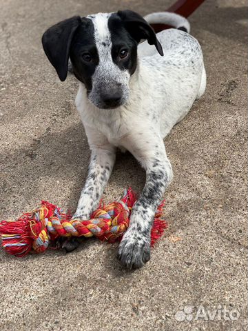 Собака в добрые руки щенок