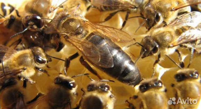 Матки плодные племенные 2022г Карника и Карпатка