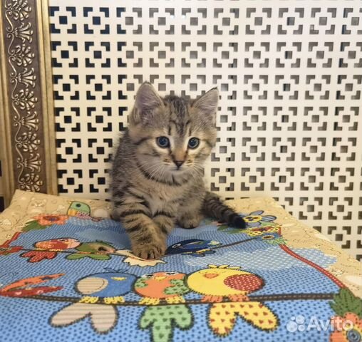 Добрый малыш в добрые руки