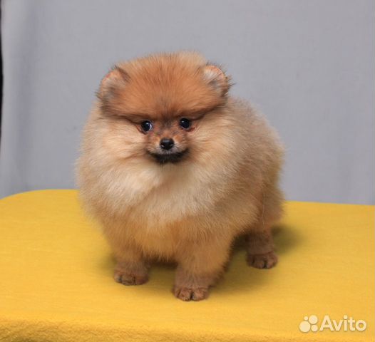 Очаровательные медвежата