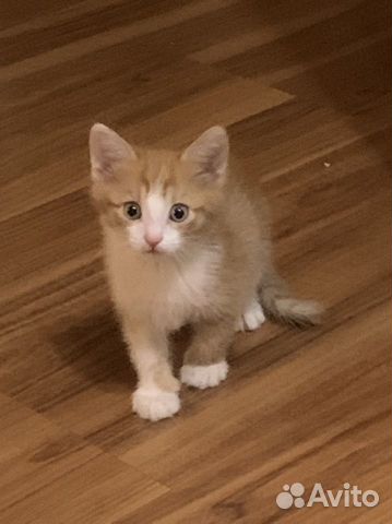 Кот Тимон
