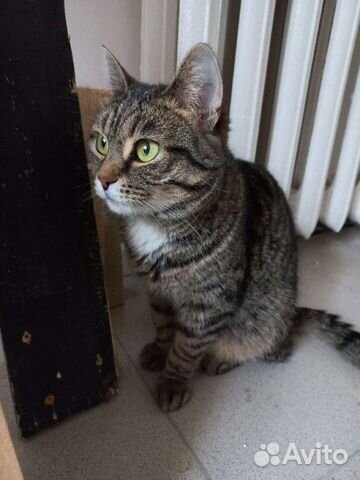 Кошка в самые добрые руки