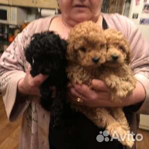 Той-пудель девочки красные