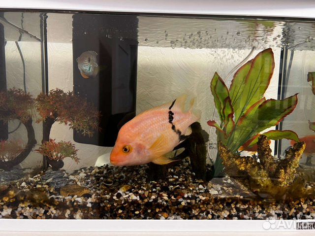 Рыбка попугай