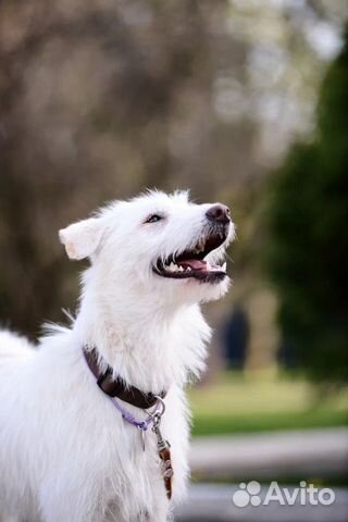 Собака Метис в добрые руки