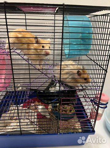 Хомячки в добрые руки