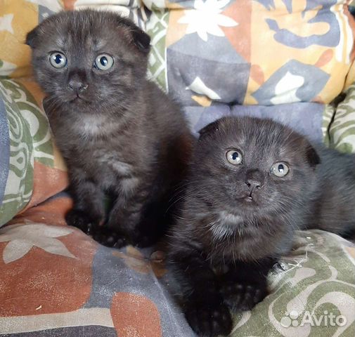 Шотландские вислоухие девочки 1.5 мес