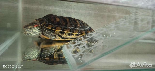 Красноухая черепаха с аквариумом