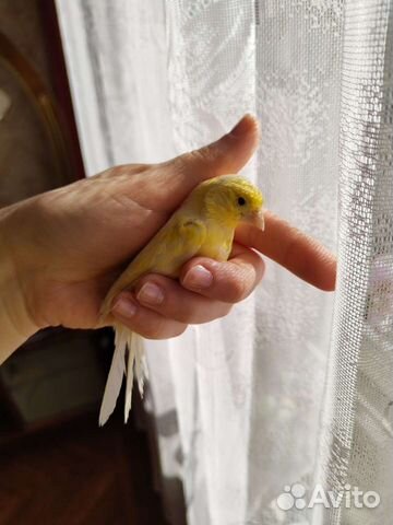 Молодая пара Канареек в добрые руки