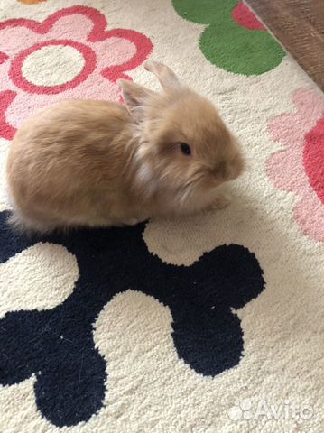 Кролик с клеткой