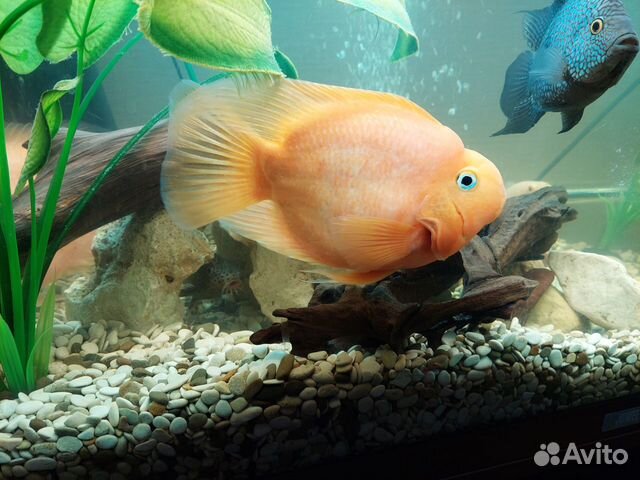 Аквариумные рыбки