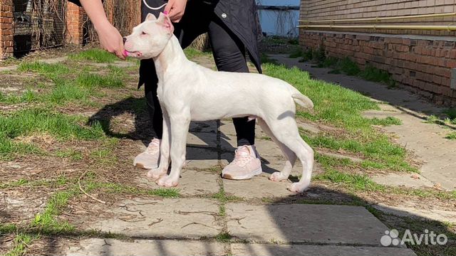 Аргентинский дог