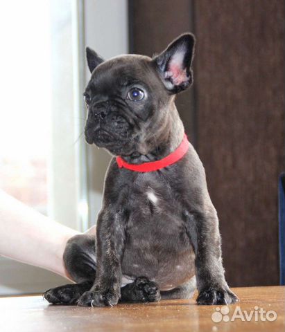 Французский бульдог