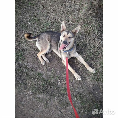 Собака 11 месяцев стерилизована