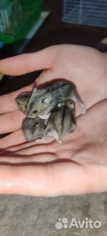 Джунгарский хомяк бесплатно