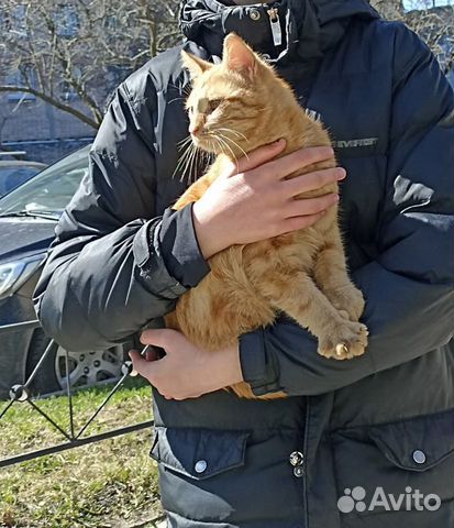 Котик бесплатно в добрые руки