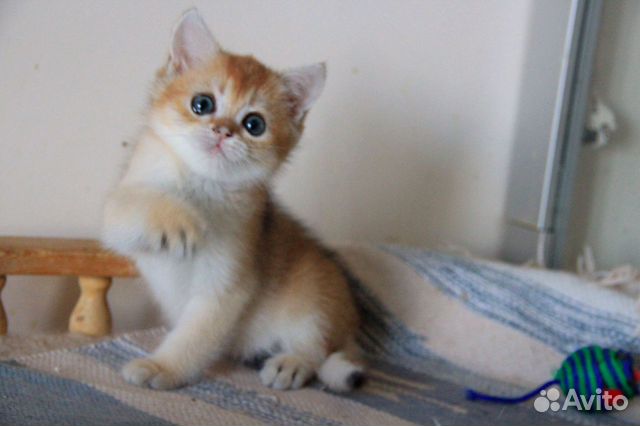 Марсель - котик золотистая шиншилла