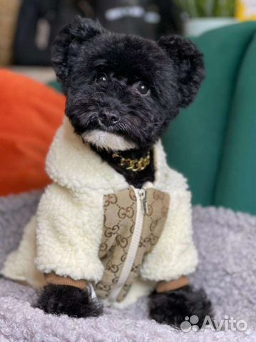 Teddy Dog