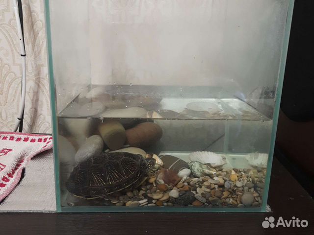 Черепаха с аквариумом