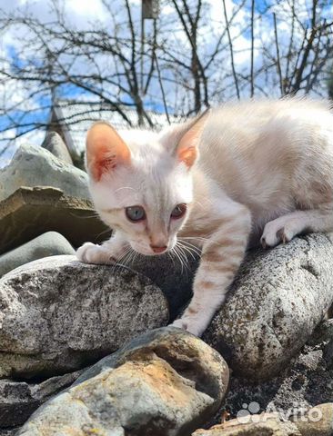 Снежные бенгалы